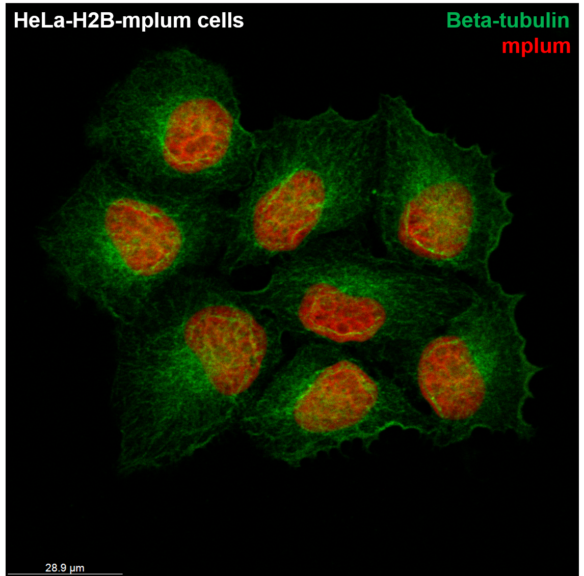 BioiAP (바이오이미징데이터 품질선도센터)