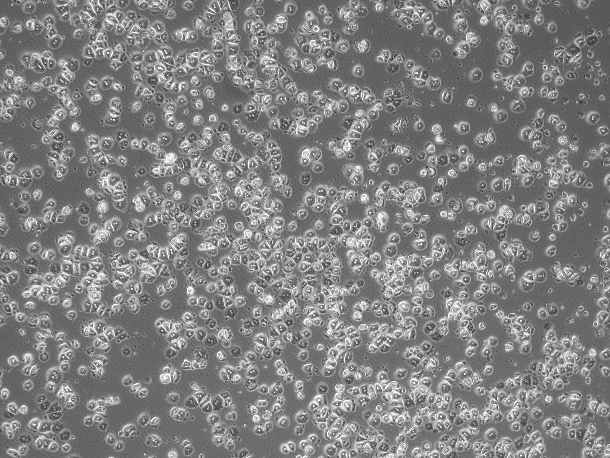 BioiAP (바이오이미징데이터 품질선도센터)