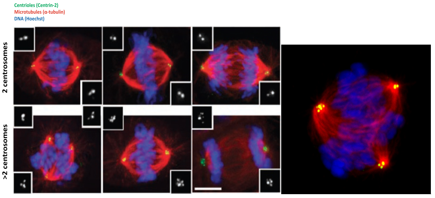 BioiAP (바이오이미징데이터 품질선도센터)